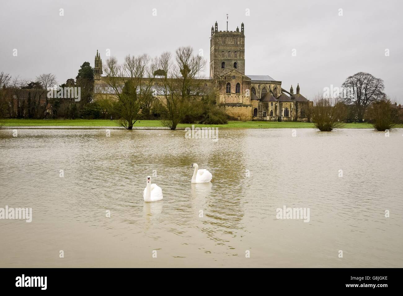 Swans in flooded water after prolonged rain near Tewkesbury Abbey in ...