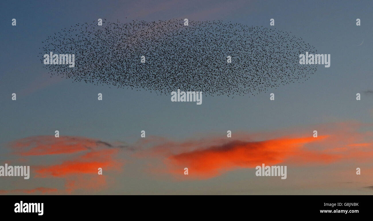 Starling perform murmuration sunset hi-res stock photography and images ...