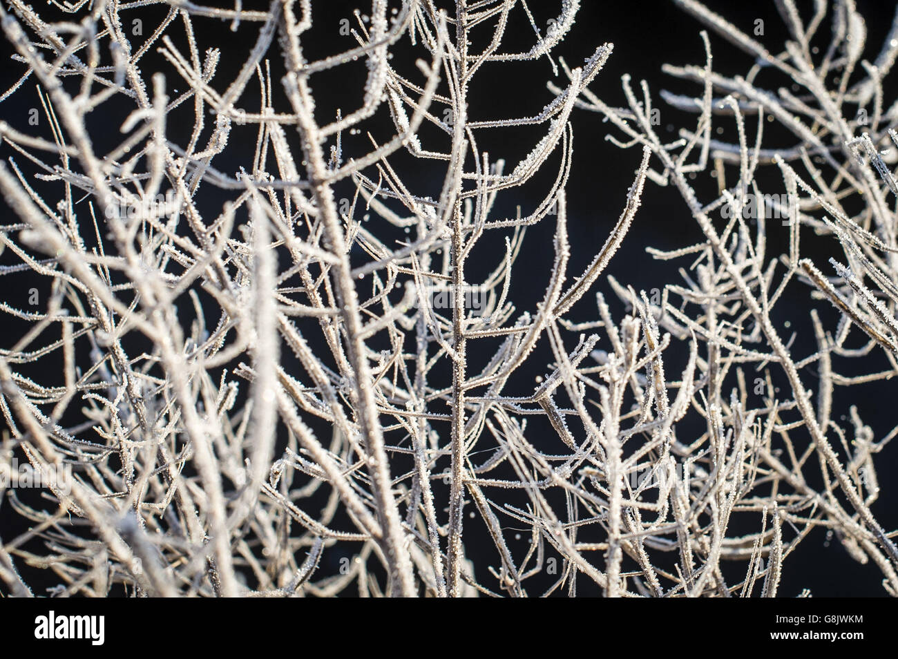 Frost on plants in fields around glastonbury tor hi-res stock ...