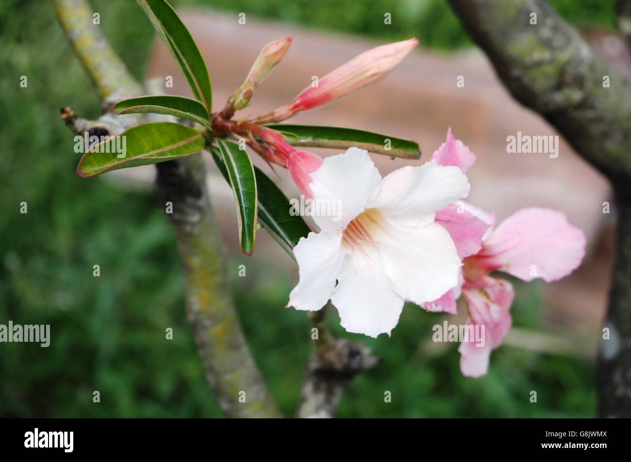 Most beautiful flower hi-res stock photography and images - Alamy