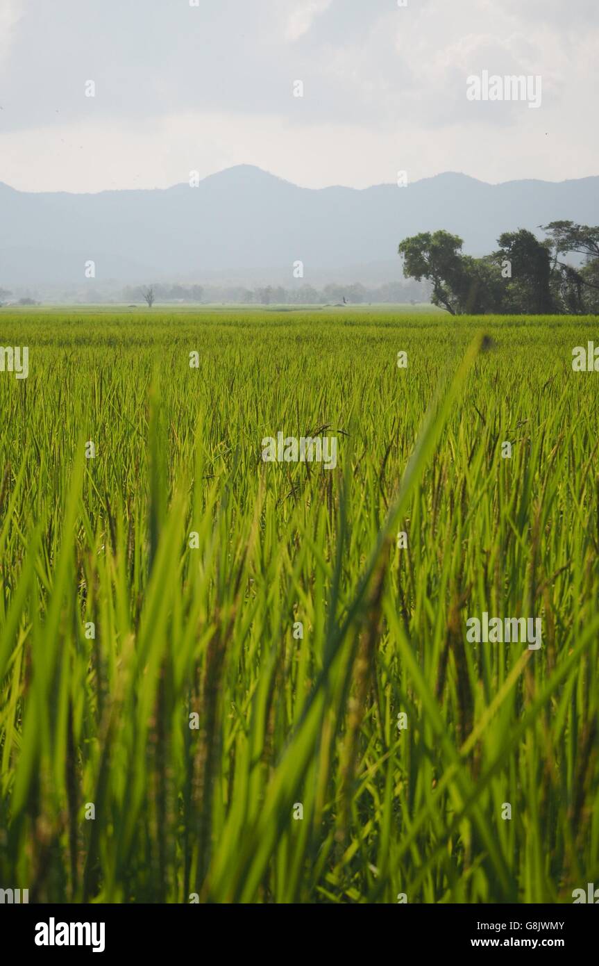 Flied hi-res stock photography and images - Alamy