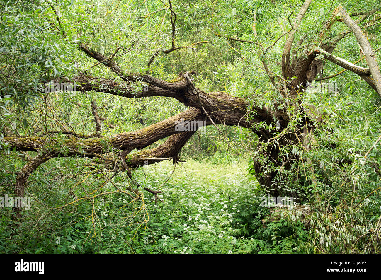 Broken willow hi-res stock photography and images - Alamy