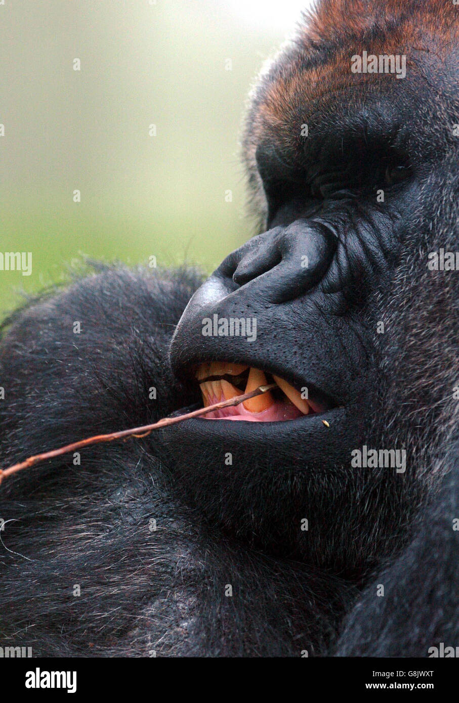 Gorilla - Dublin Zoo. Harry, the dominant male gorilla at Dublin Zoo ...