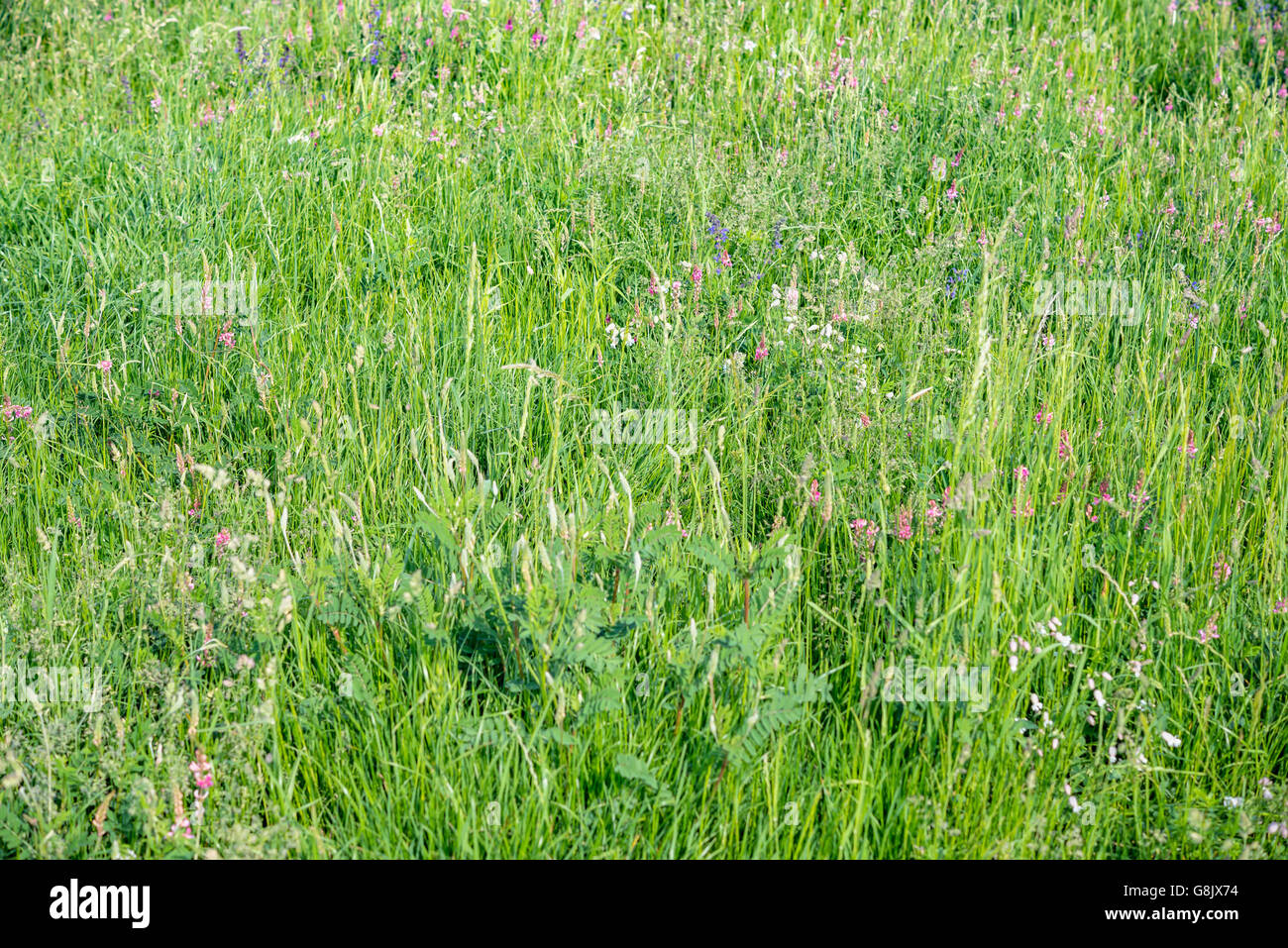 summer meadow background Stock Photo - Alamy