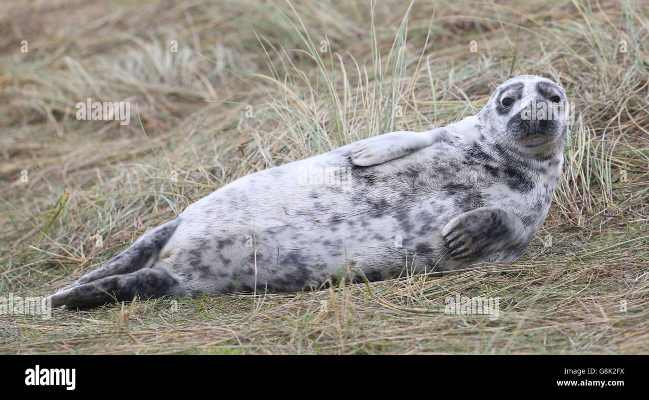 Seals at Blakeney National Nature Reserve Stock Photo - Alamy