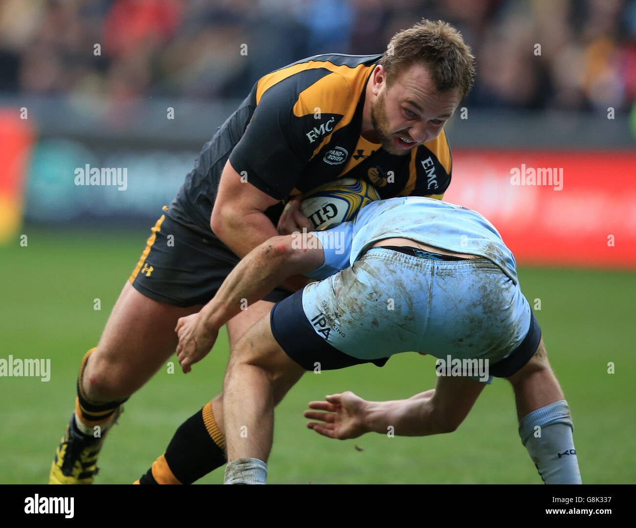 Wasps matt mullen hi-res stock photography and images - Alamy