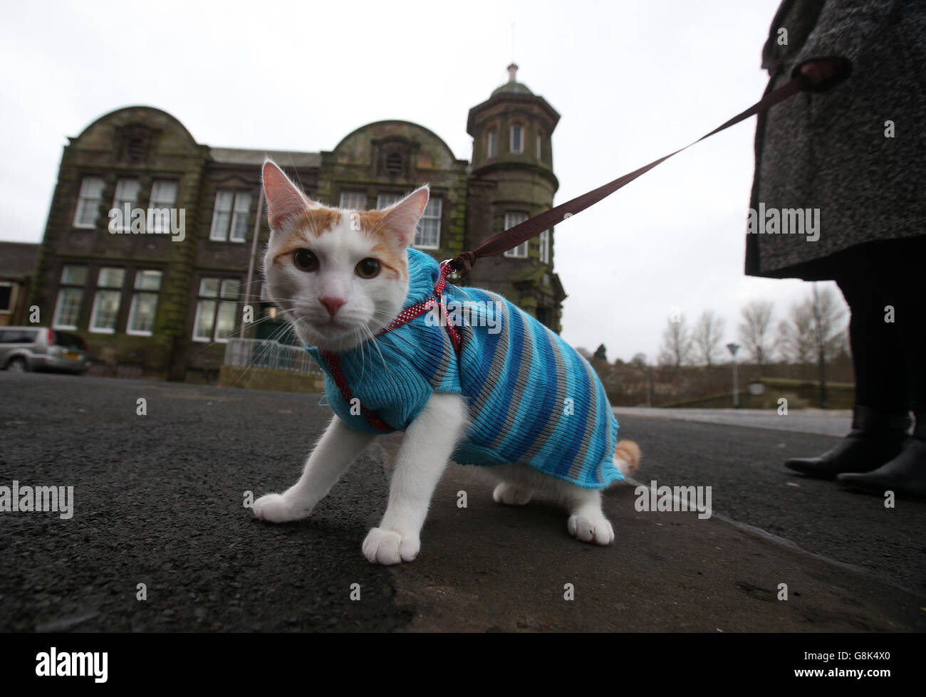 Hattie Windsor walks her cat Harry home on a lead after a visit to a ...