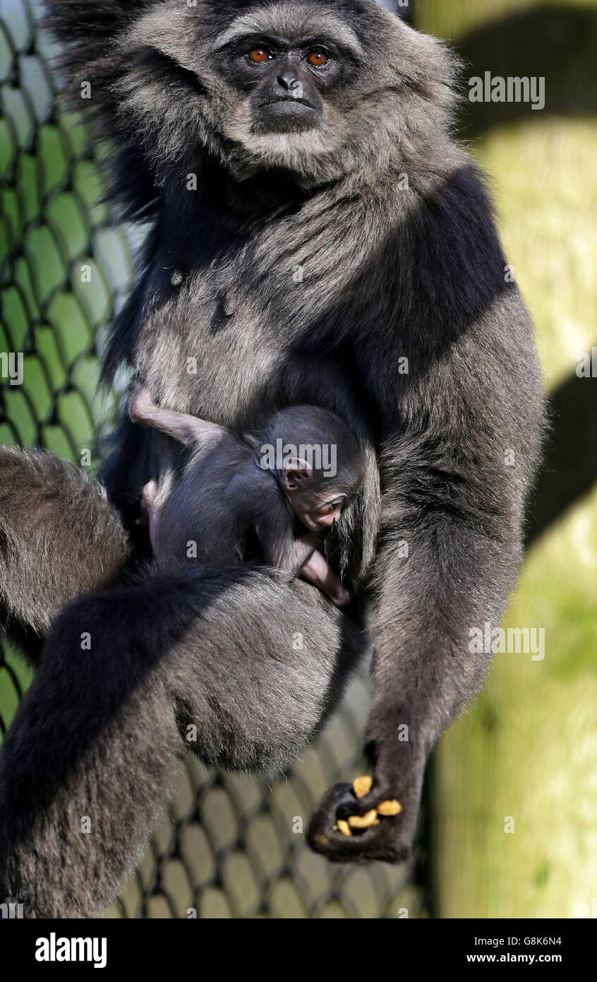 Port gibbon hi-res stock photography and images - Alamy