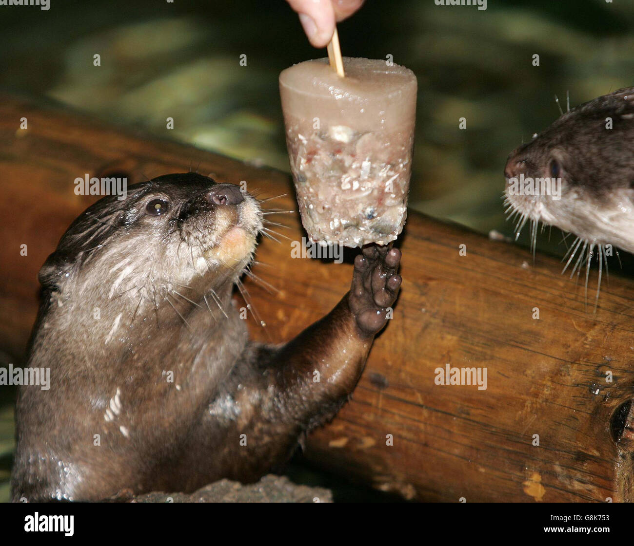 Elvis otter tries new fish flavoured lolly made out mackerel hi-res ...