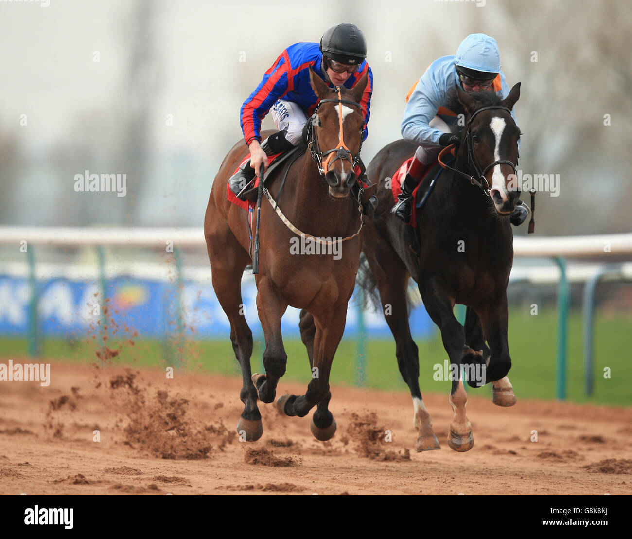 Horse daisy hi-res stock photography and images - Alamy