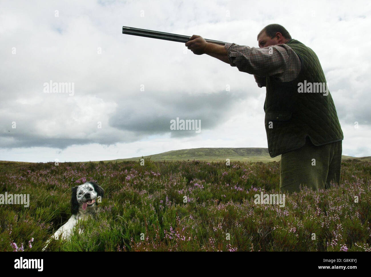 Gamekeepers dog hi-res stock photography and images - Alamy
