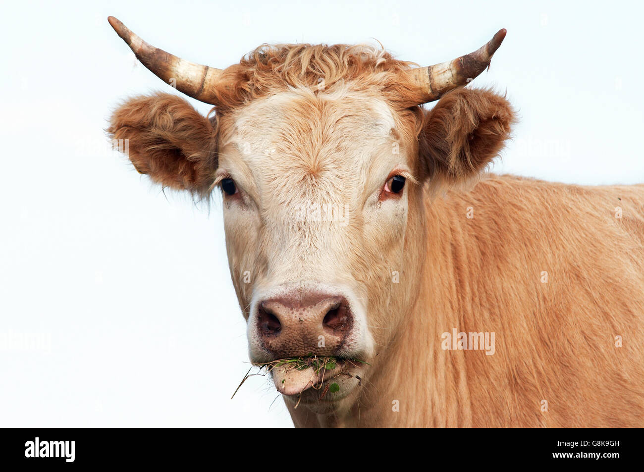 Head of eating cow Stock Photo - Alamy