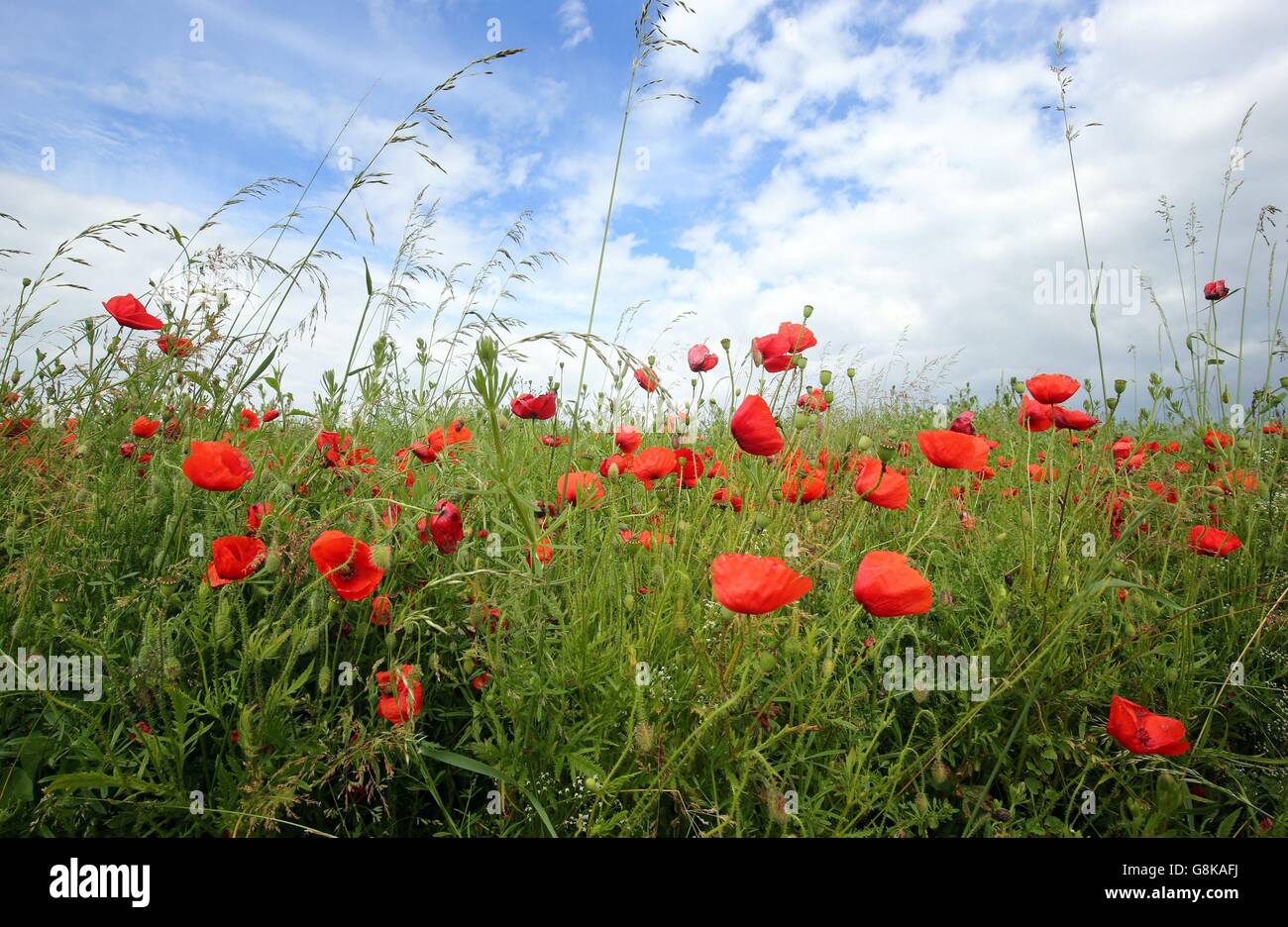 General view of poppies growing on the site of a former battlefield ...