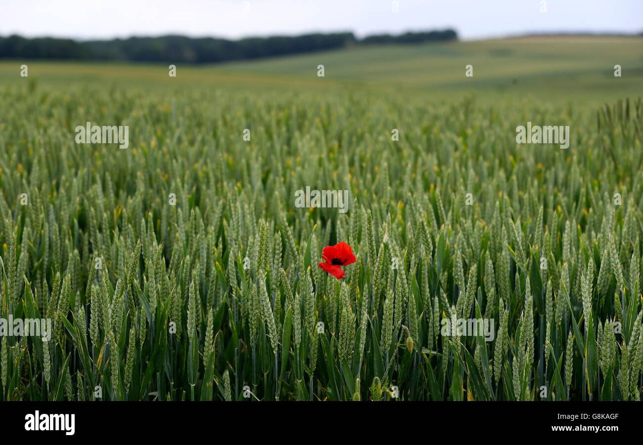 General view of a poppy growing on the site of a former battlefield ...