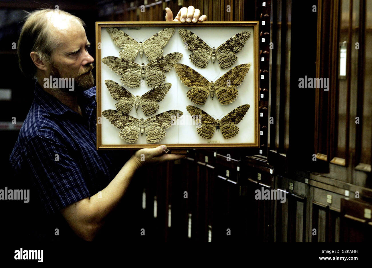 John Chainey, curator from the Department of Entomology moves Thysania ...
