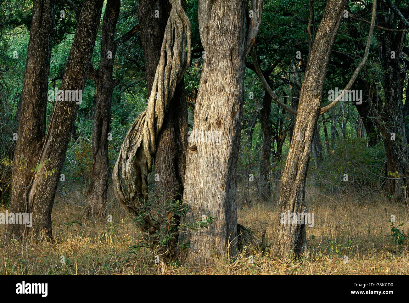 Dead trees stem hi-res stock photography and images - Alamy