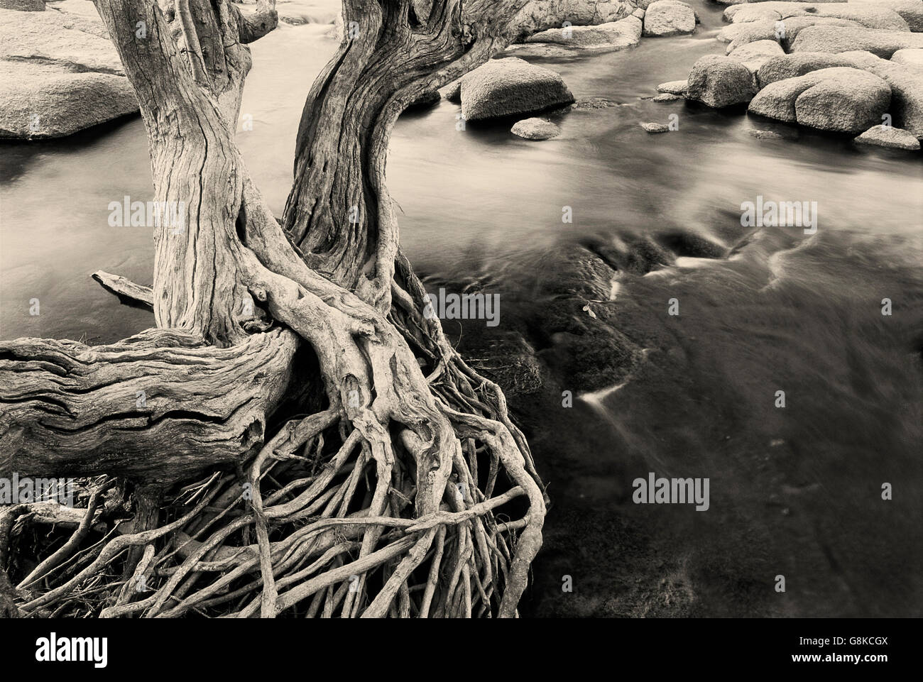 Tree water art nature water hi-res stock photography and images - Alamy