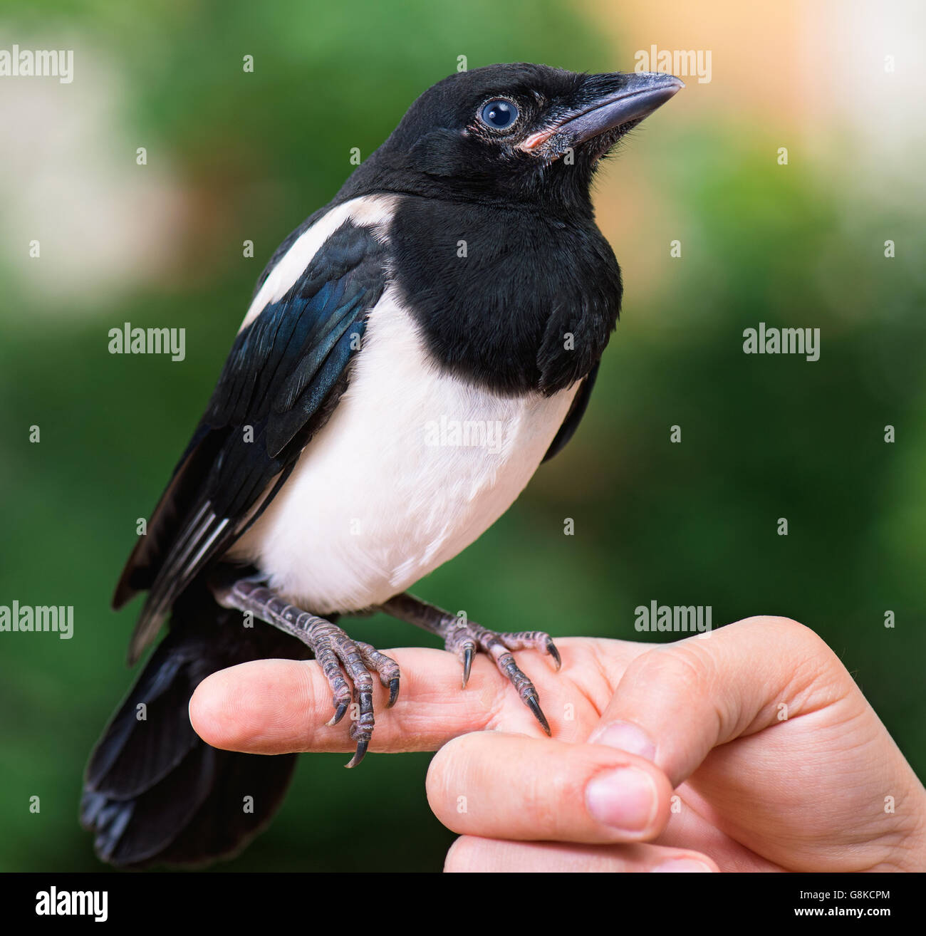 Bird on human hand Stock Photo - Alamy