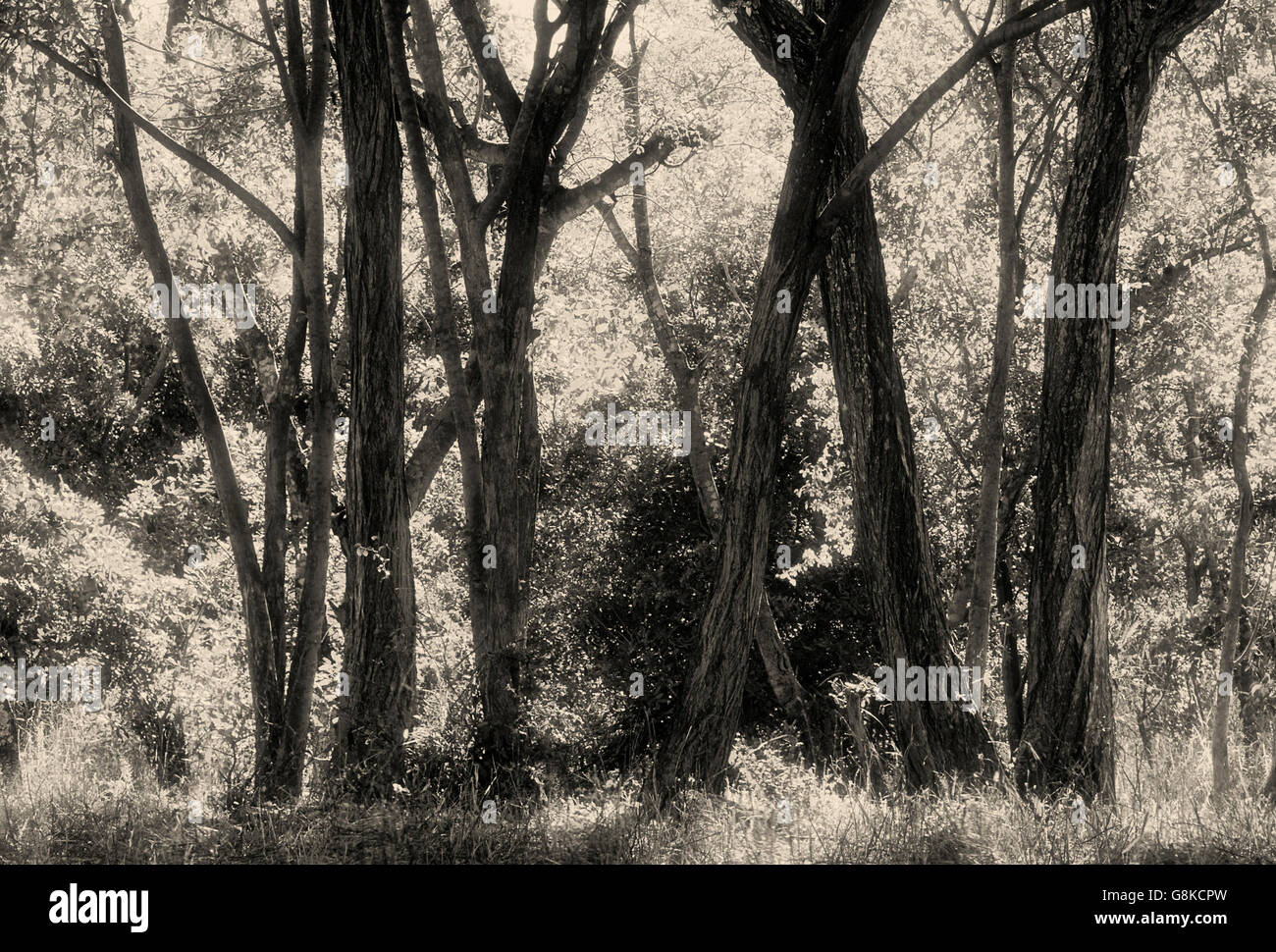 Trees in forest, Chizarira, Southern Zambezi Escarpment, Zimbabwe. Art ...