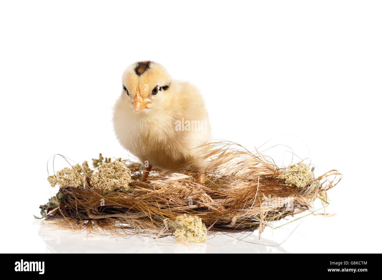 Nest pet hi-res stock photography and images - Alamy