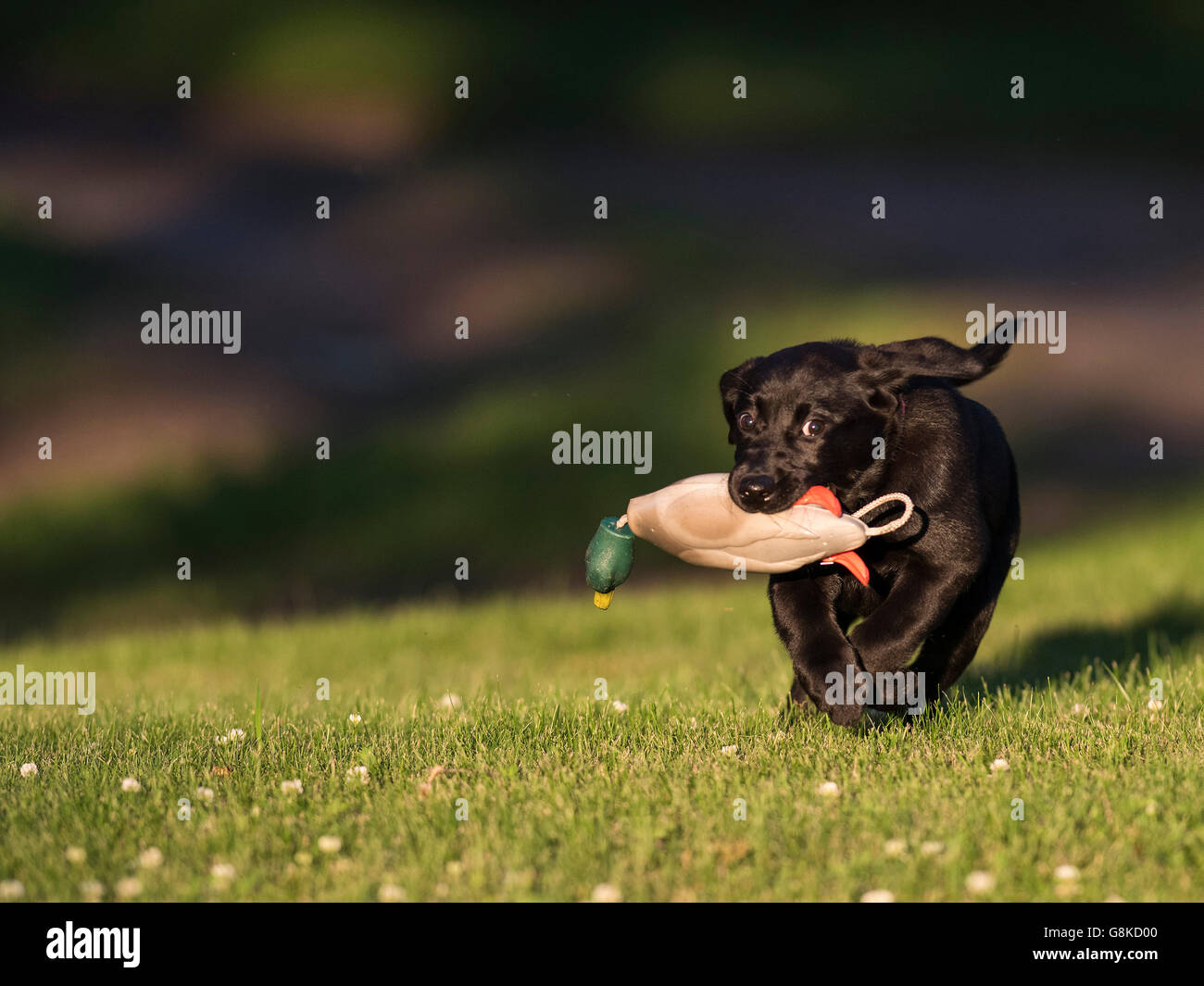 A Black lab puppy retrieving a training dummy Stock Photo - Alamy