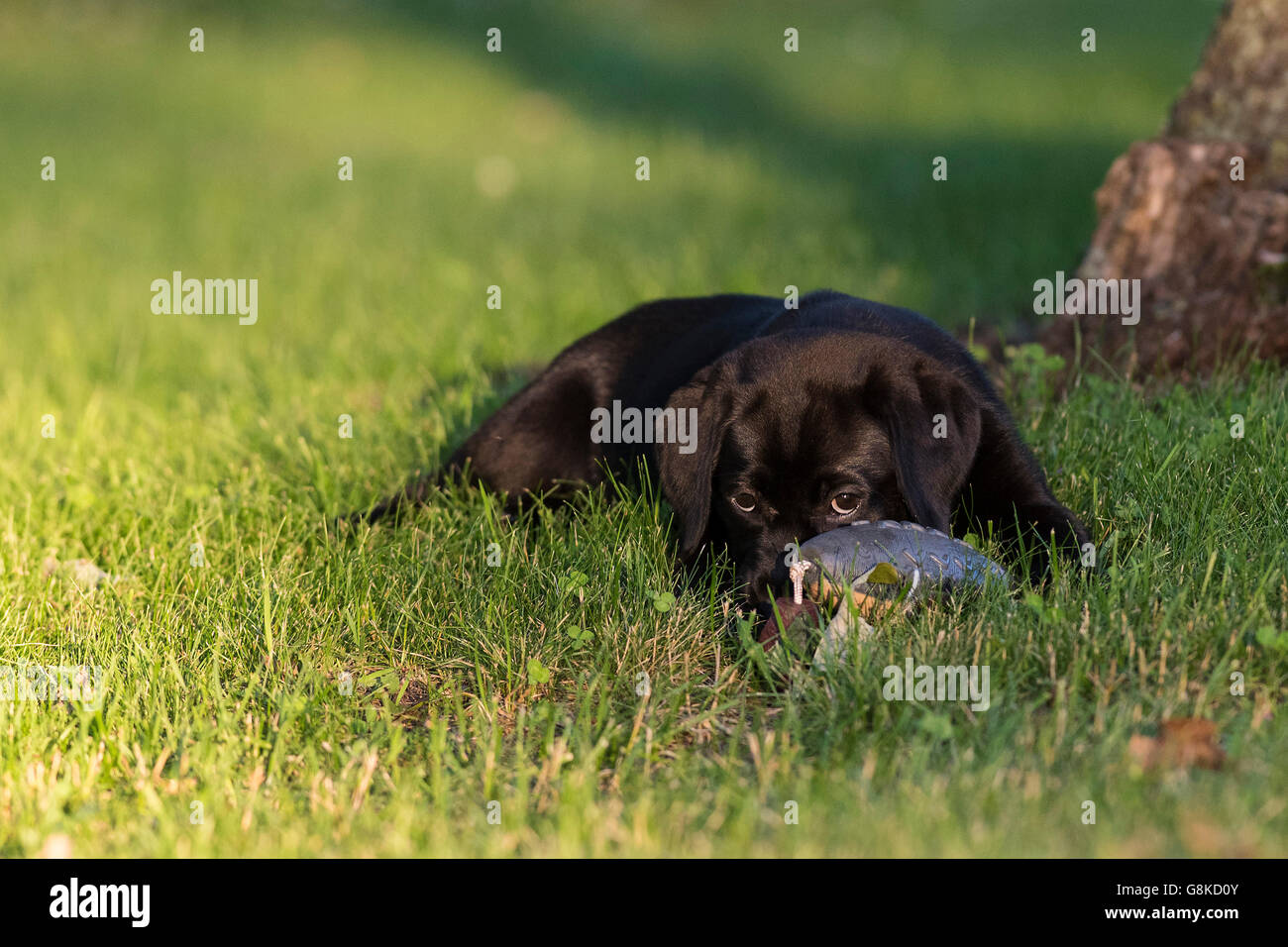 A Black Labrador Retriever puppy with a duck retrieving dummy Stock ...