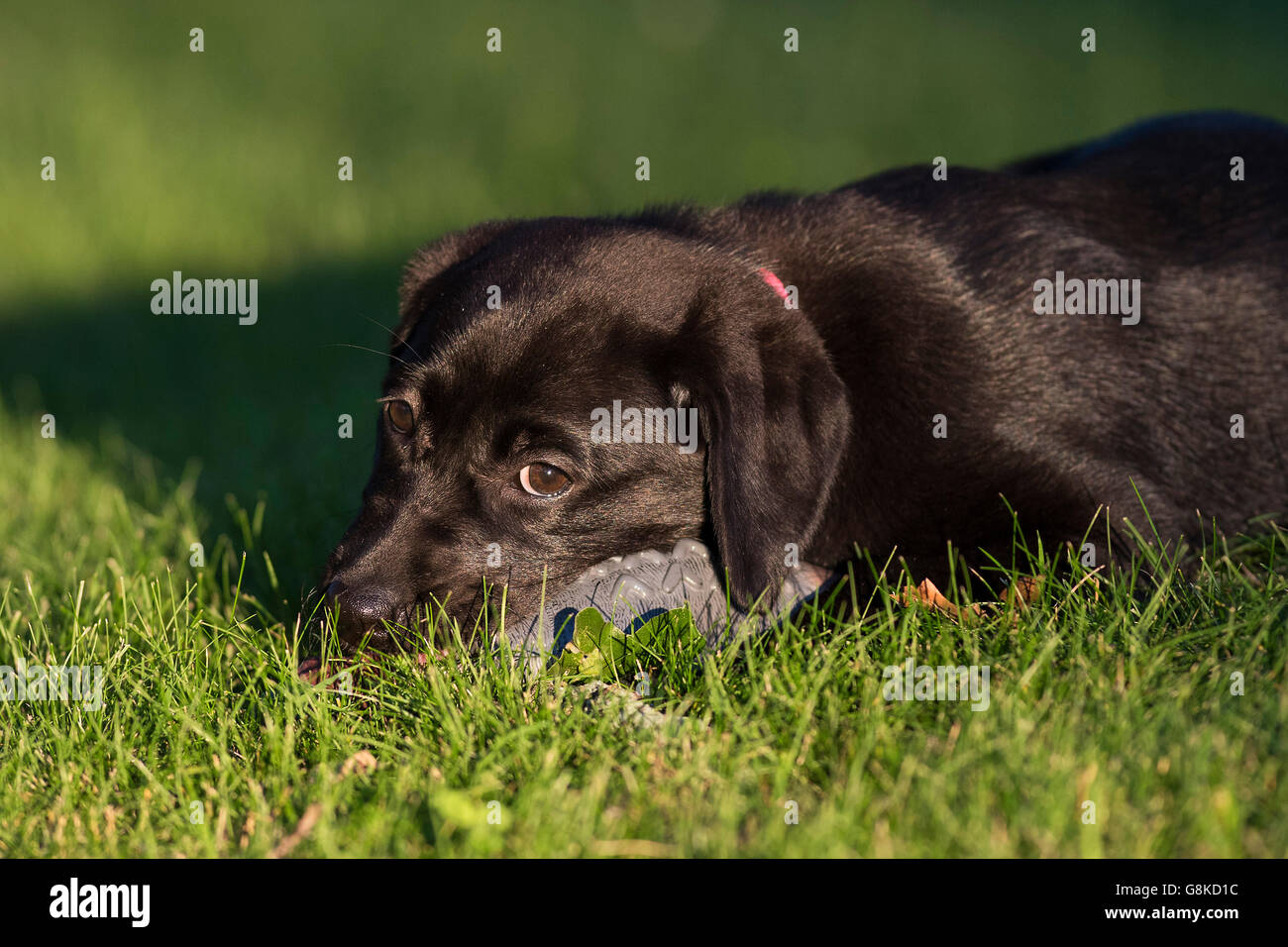 A Black Labrador Retriever puppy with a duck retrieving dummy Stock ...