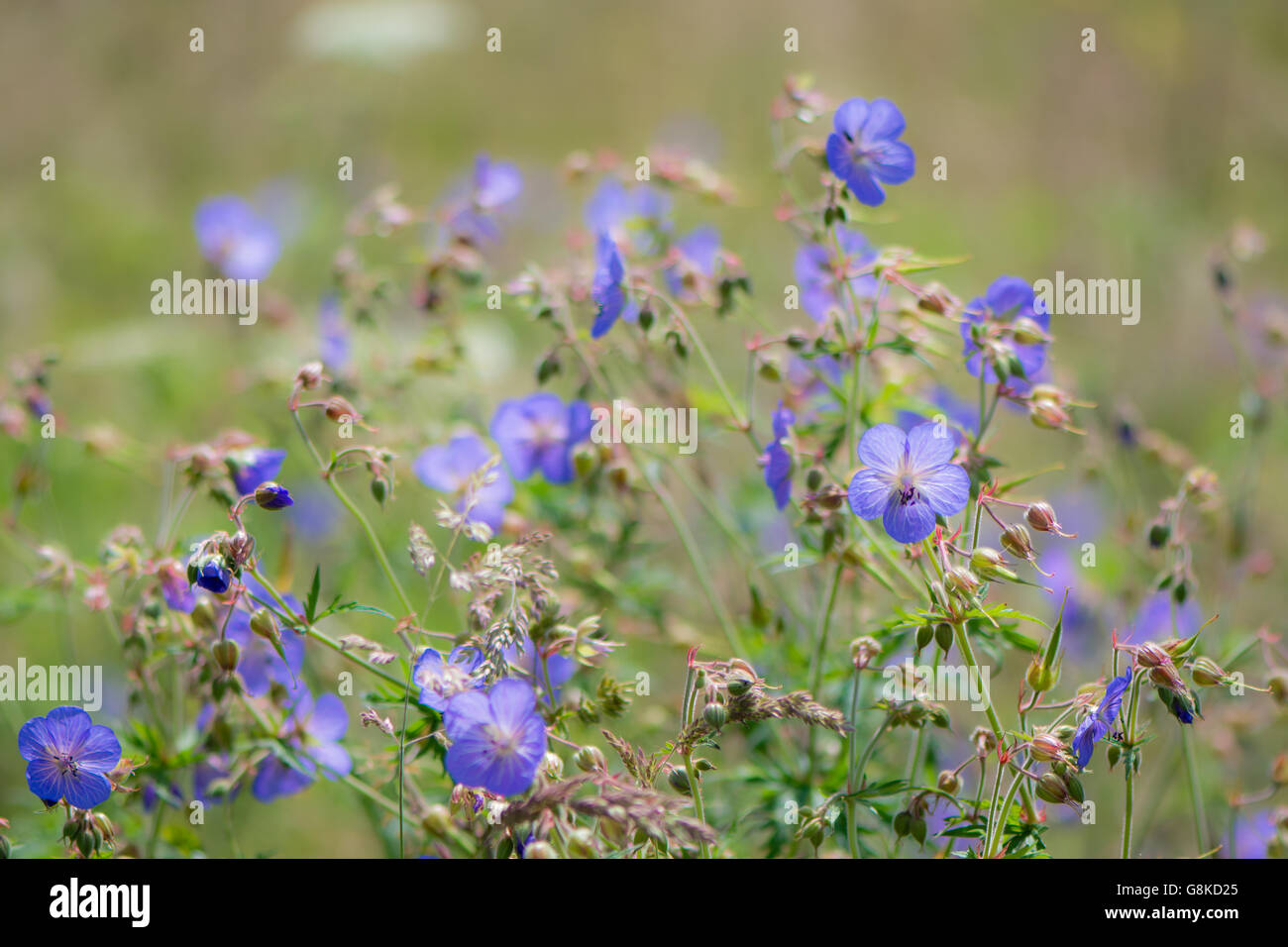Geranium family hi-res stock photography and images - Alamy