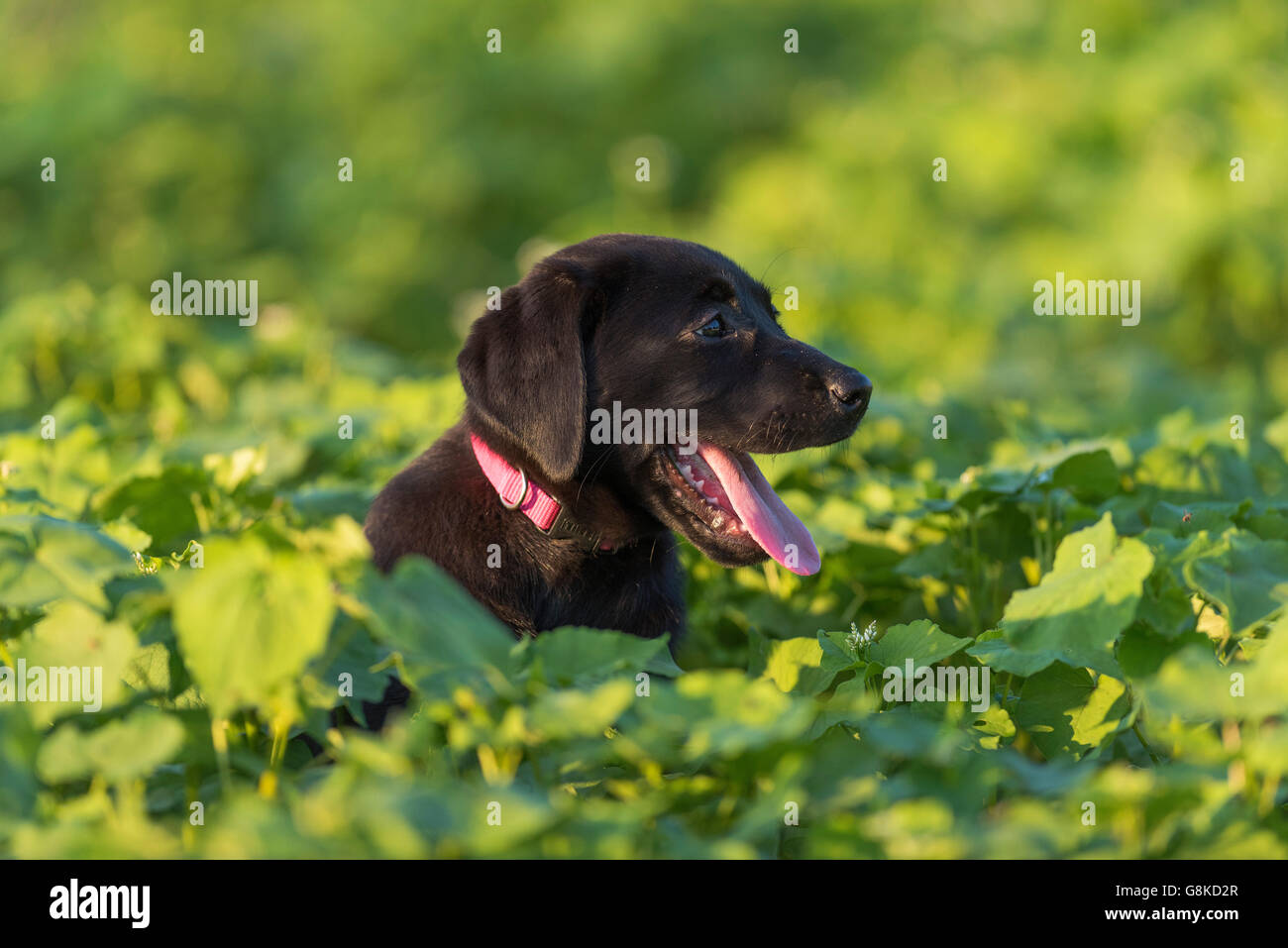 A young Black Labrador Retriever Stock Photo - Alamy