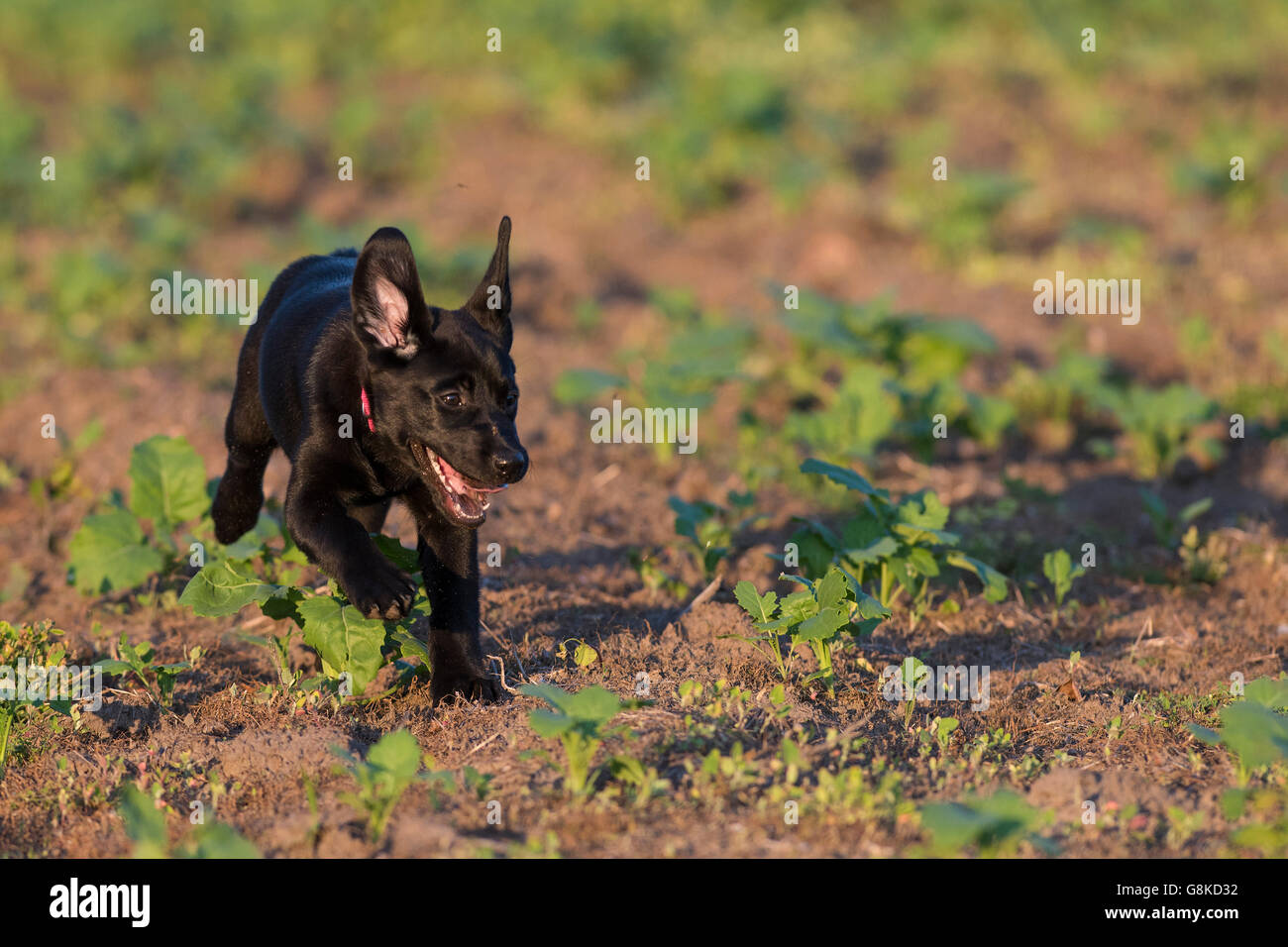 Young black labrador retriever hi-res stock photography and images - Alamy