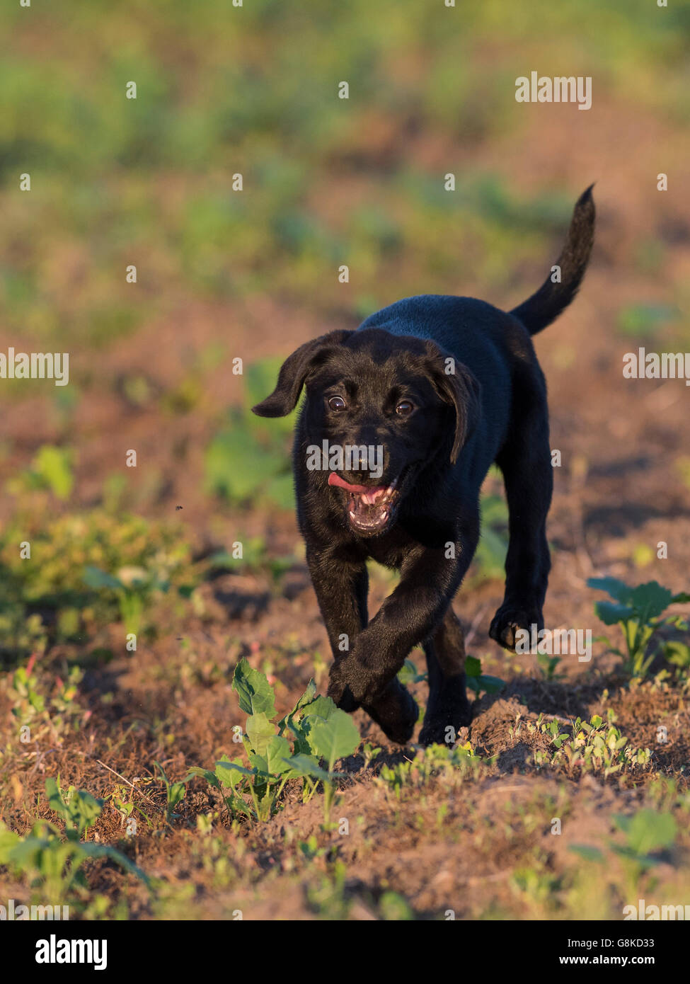 A young Black Labrador Retriever Stock Photo - Alamy