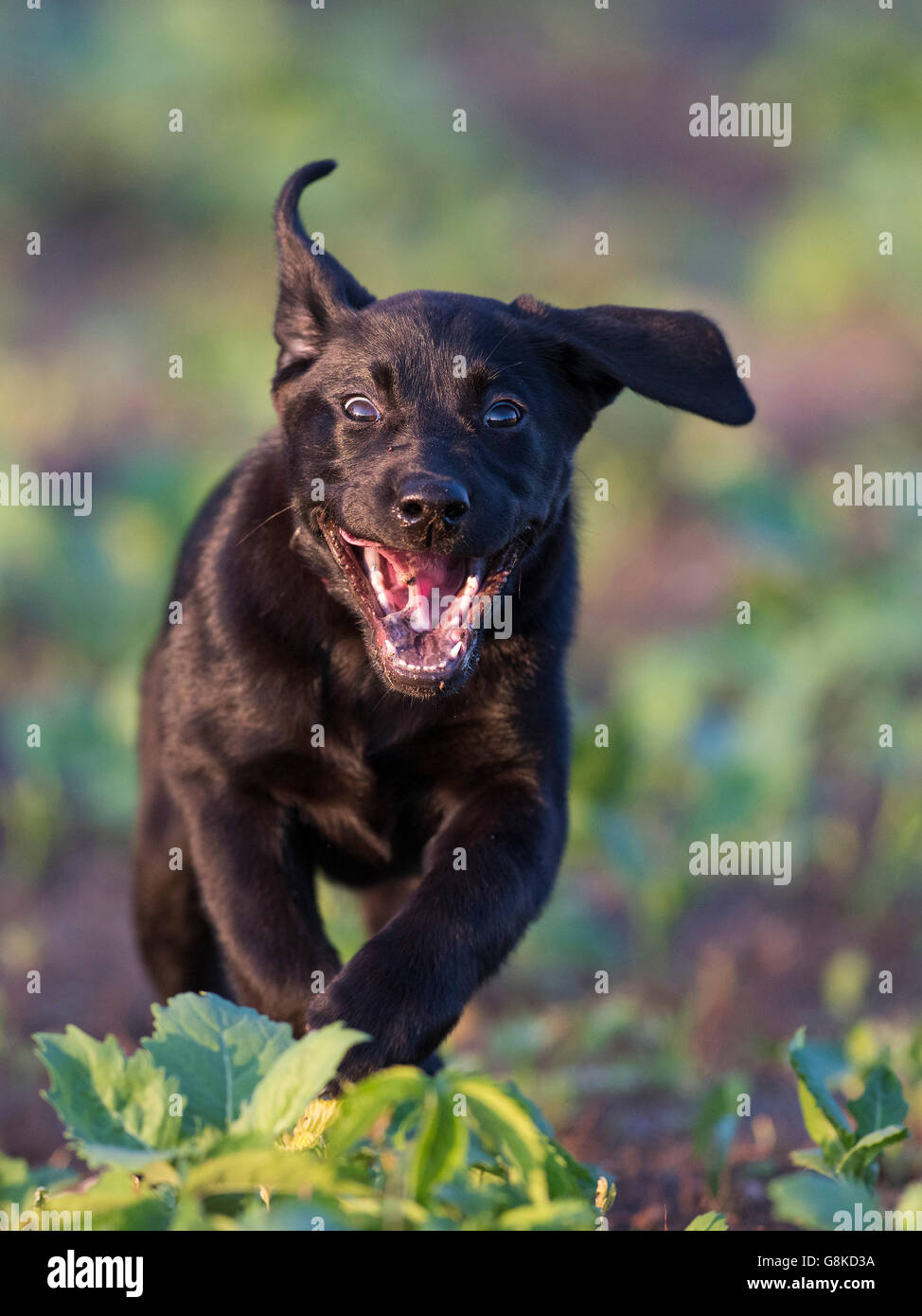 A young Black Labrador Retriever Stock Photo - Alamy