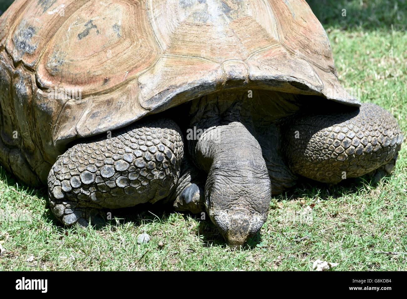 Giant tortoise feeding in a field Stock Photo - Alamy