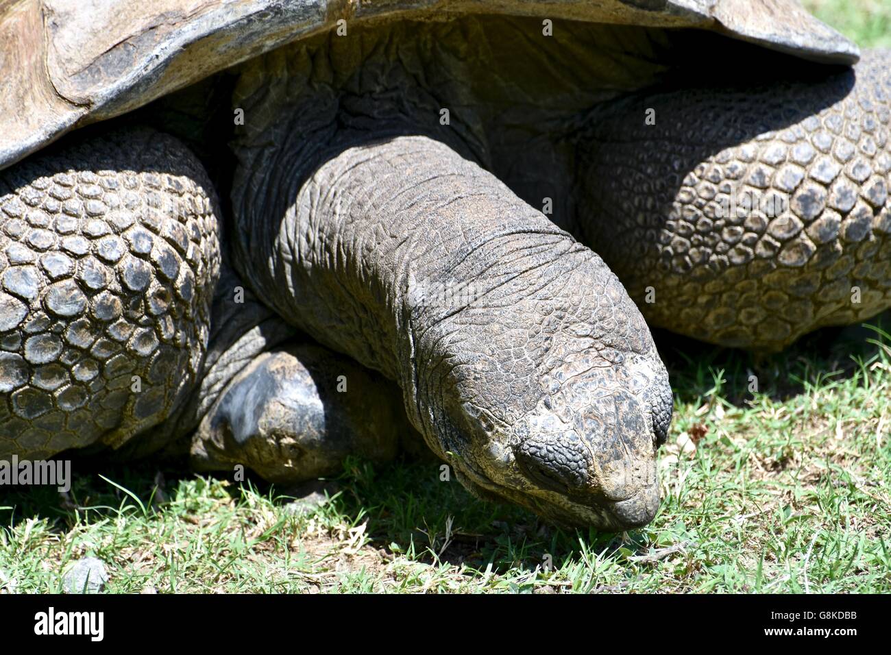 Giant tortoise feeding in a field Stock Photo - Alamy