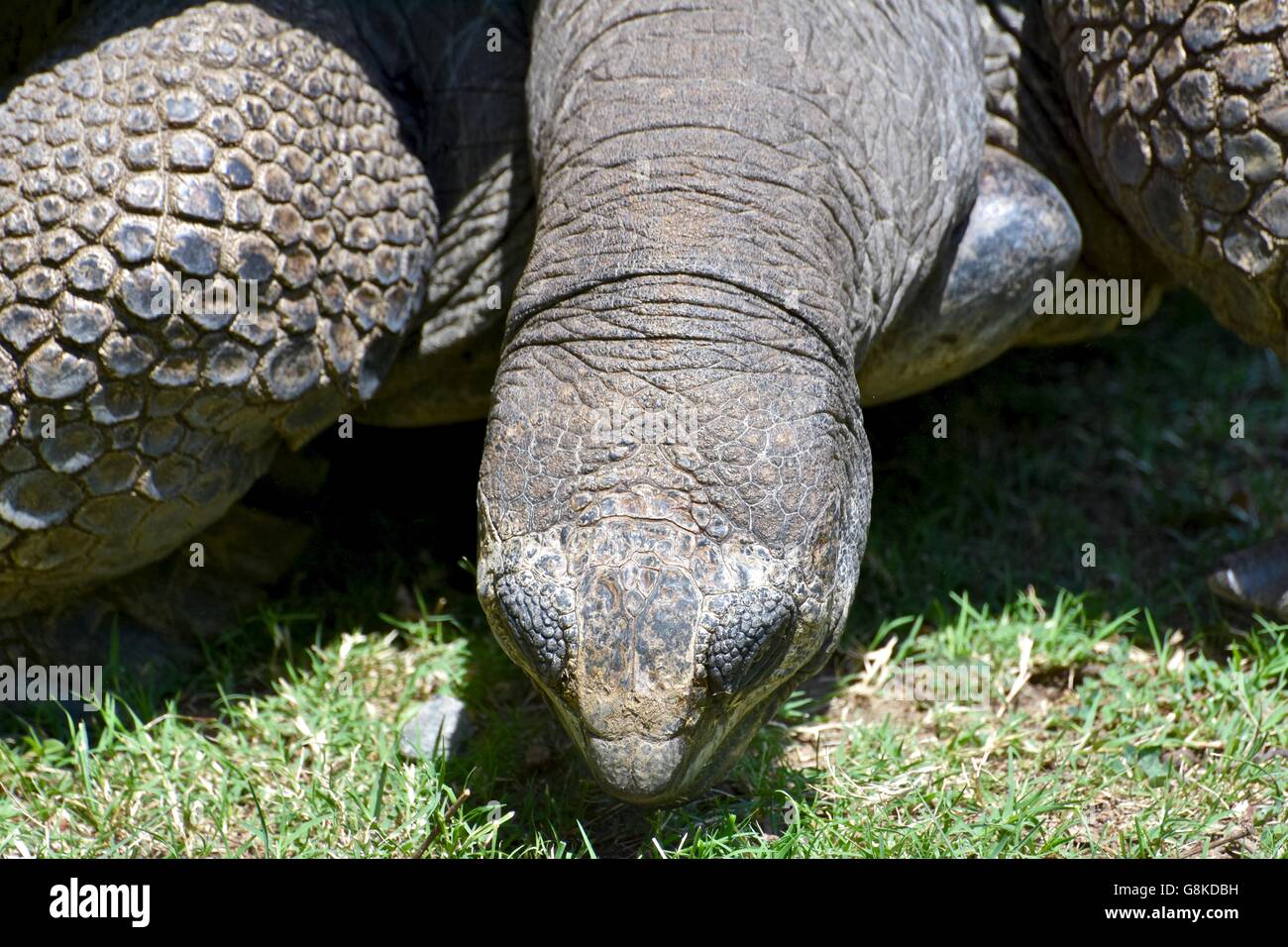 Giant tortoise feeding in a field Stock Photo - Alamy