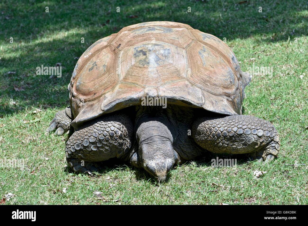 Giant tortoise feeding in a field Stock Photo - Alamy