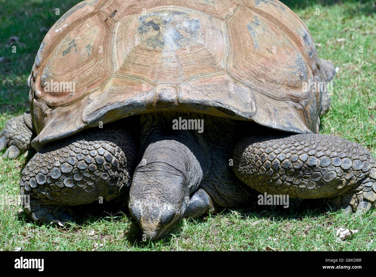 Giant tortoise feeding in a field Stock Photo - Alamy