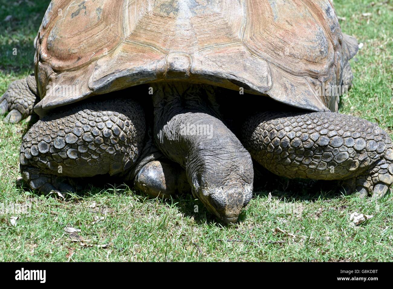 Giant tortoise feeding in a field Stock Photo - Alamy