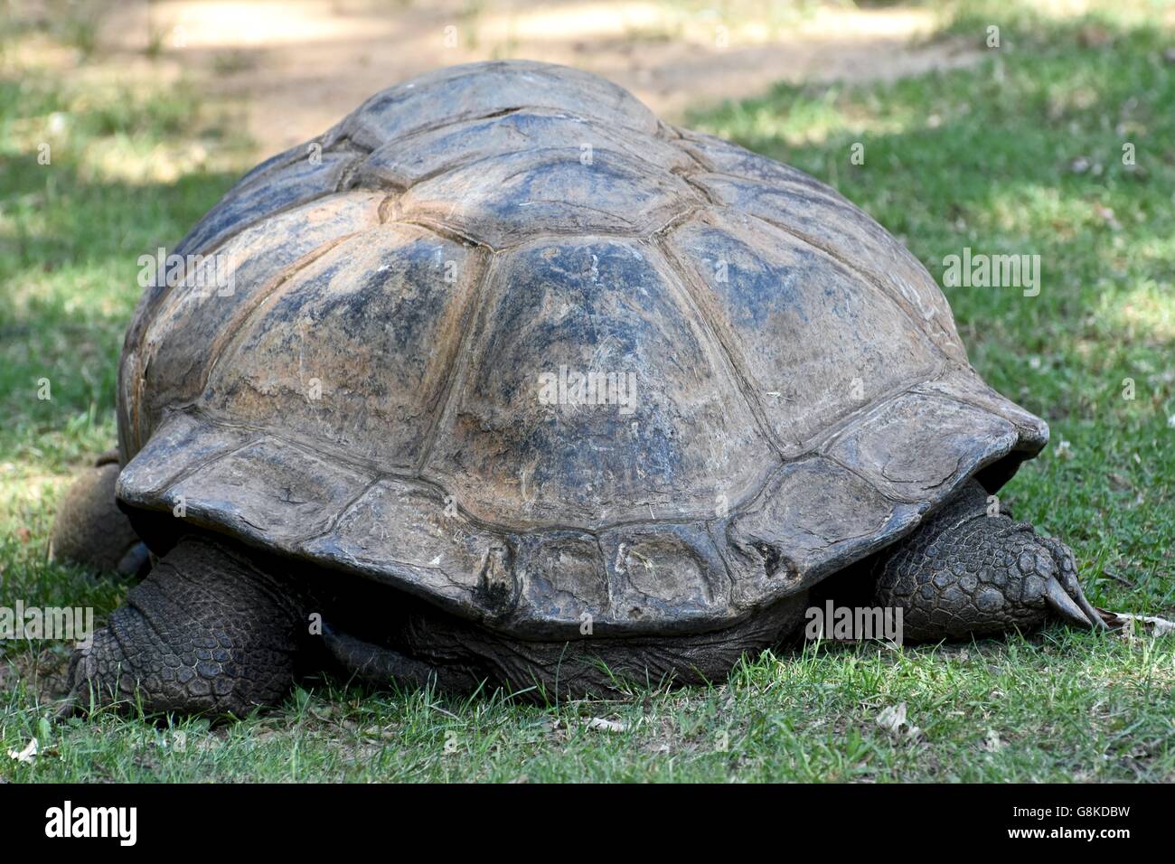 Giant tortoise feeding in a field Stock Photo - Alamy