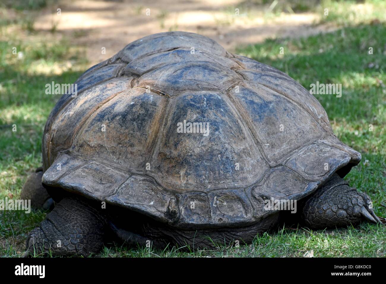 Giant tortoise feeding in a field Stock Photo - Alamy