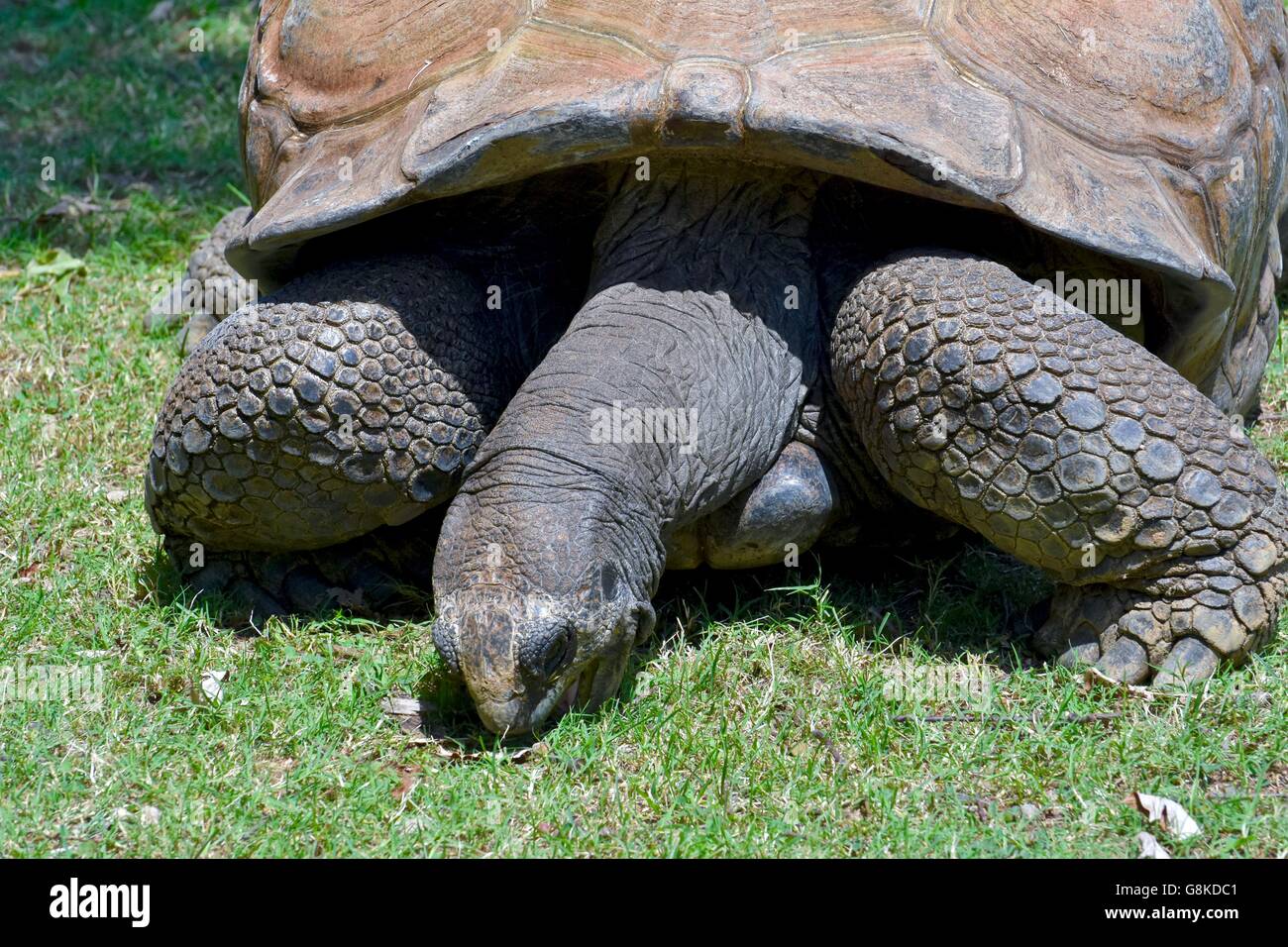 Giant tortoise feeding in a field Stock Photo - Alamy