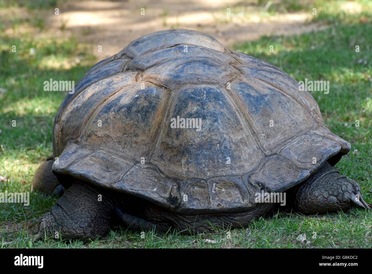 Giant tortoise feeding in a field Stock Photo - Alamy