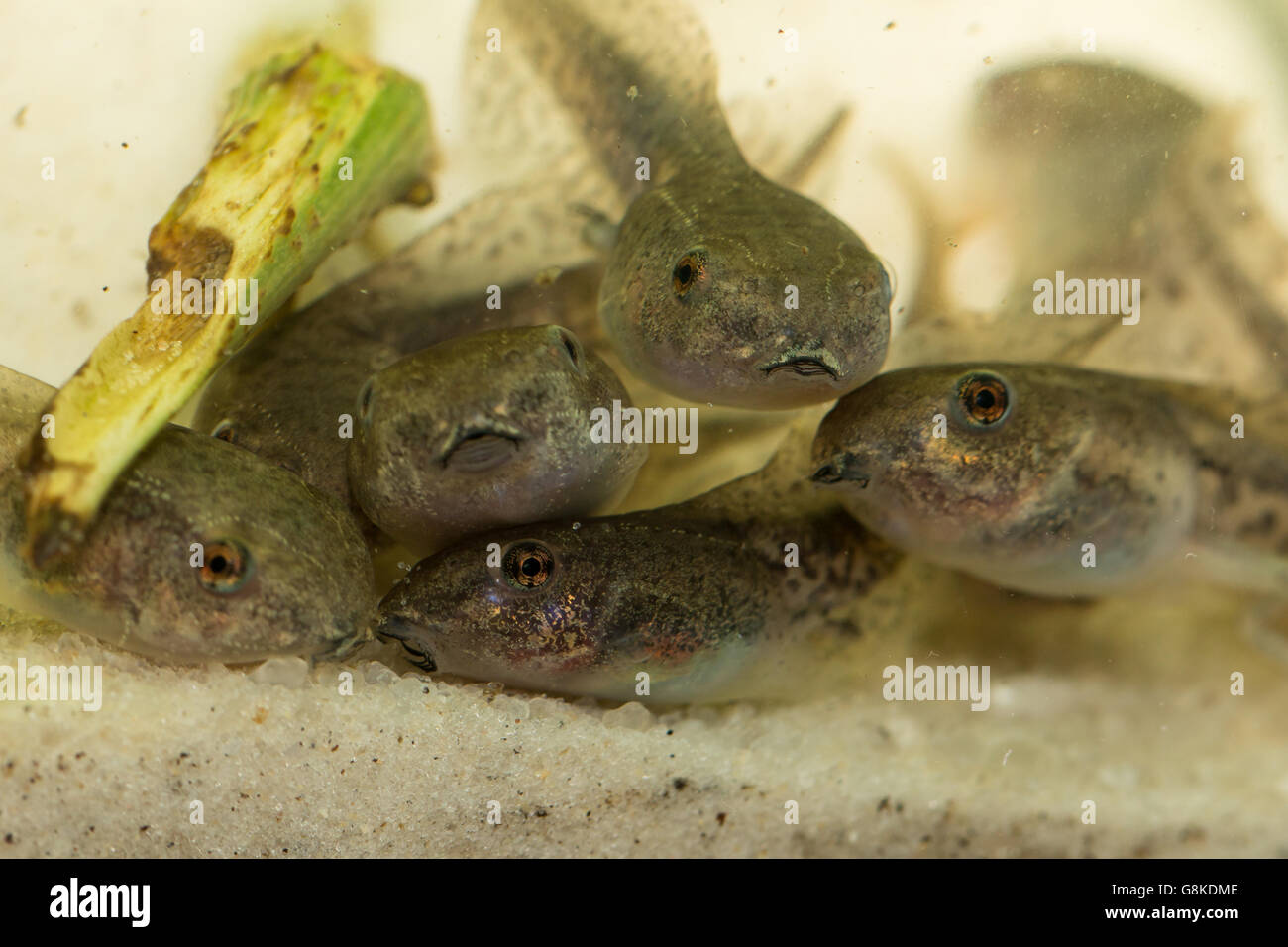 Baby tadpoles hi-res stock photography and images - Alamy