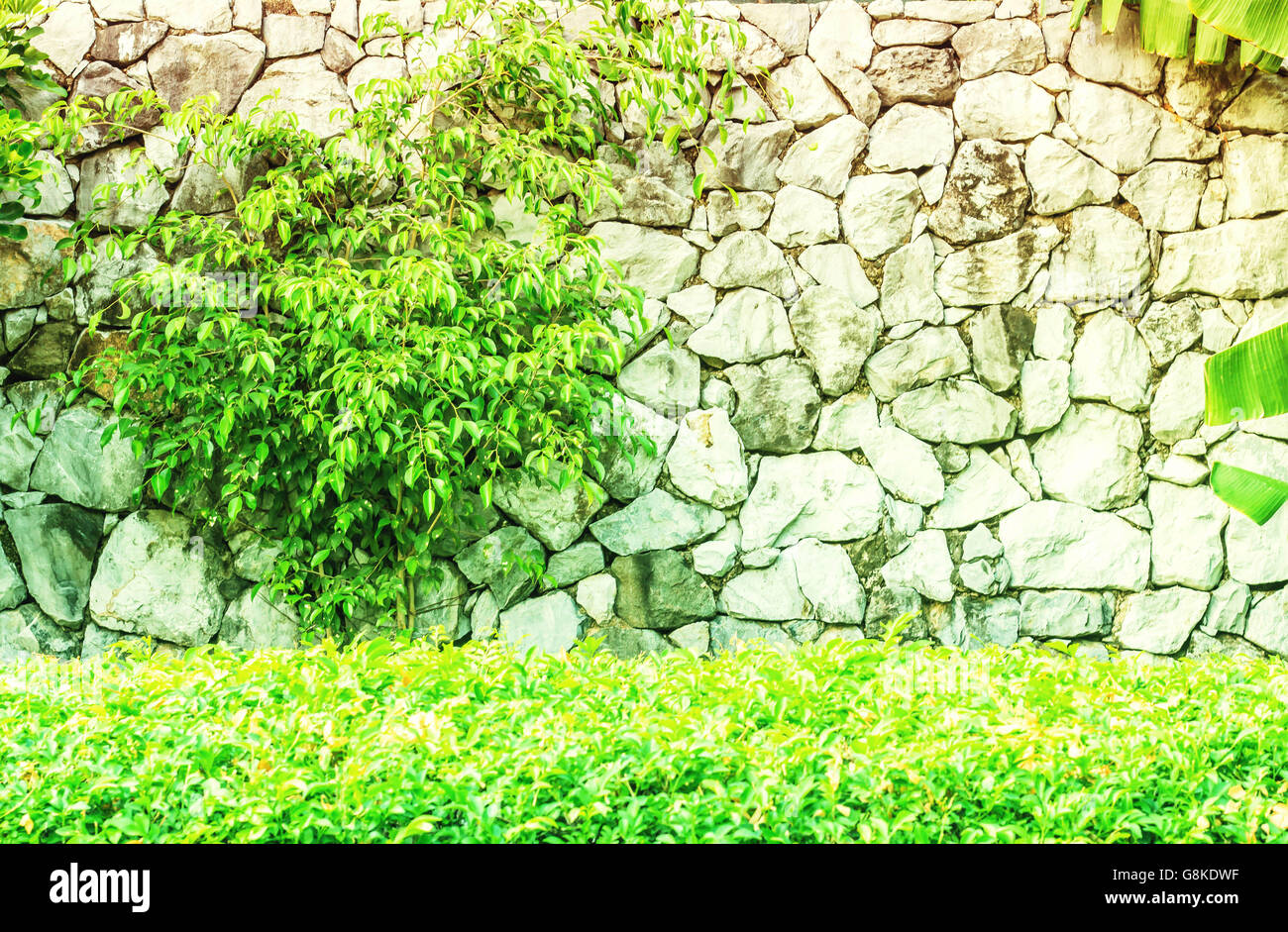 Trees growing on a stone wall in the garden Stock Photo - Alamy