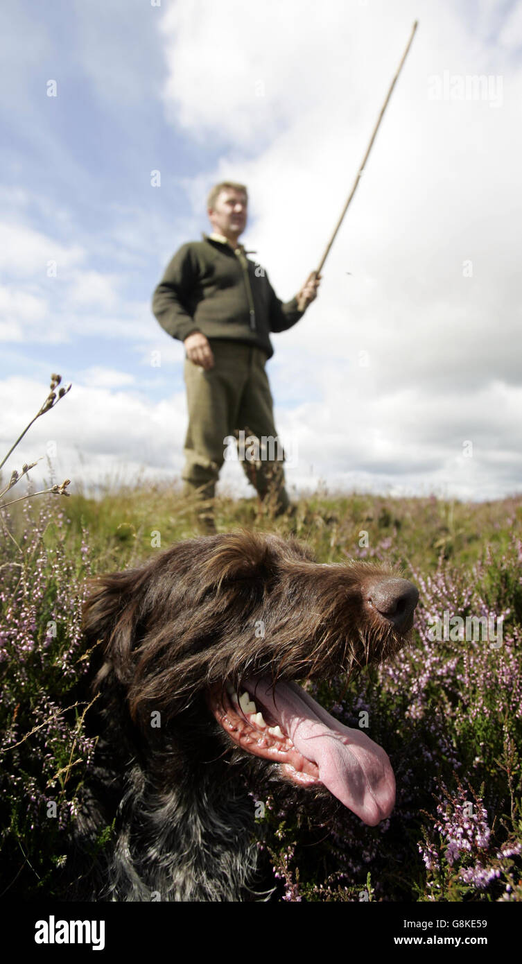 Grouse Shooting Season Stock Photo - Alamy