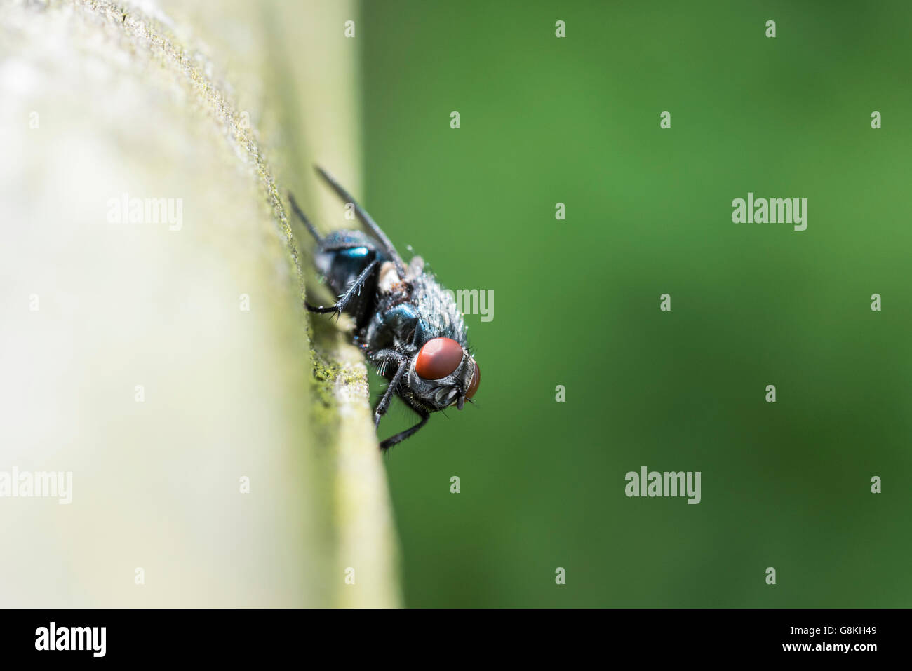 A perched red eyed fly Stock Photo - Alamy