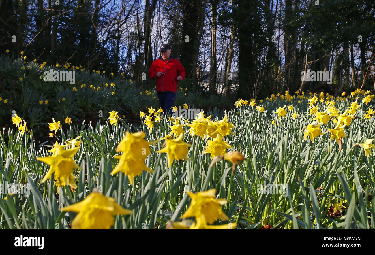 A man jogs past daffodils in bloom in Woolton, Liverpool Stock Photo ...