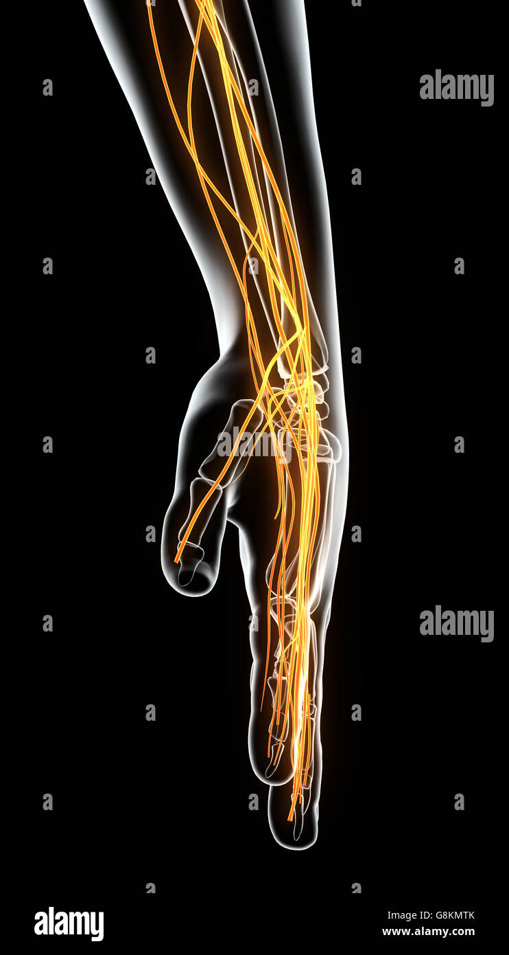 Human hand nerves illustration hi-res stock photography and images - Alamy