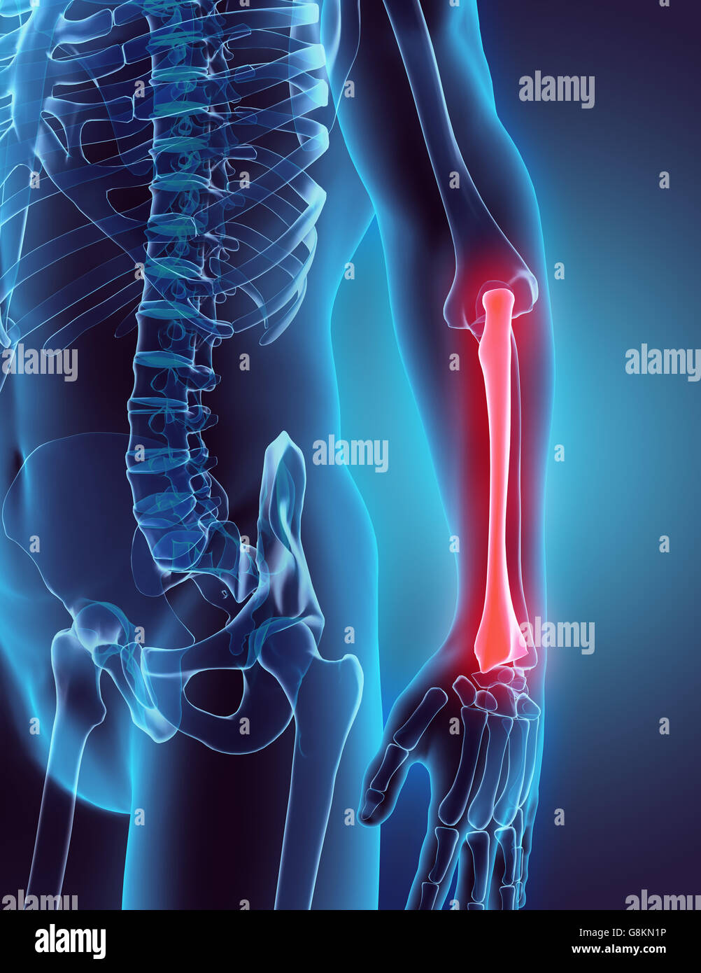 3D illustration of Radius - Part of Human Skeleton Stock Photo - Alamy