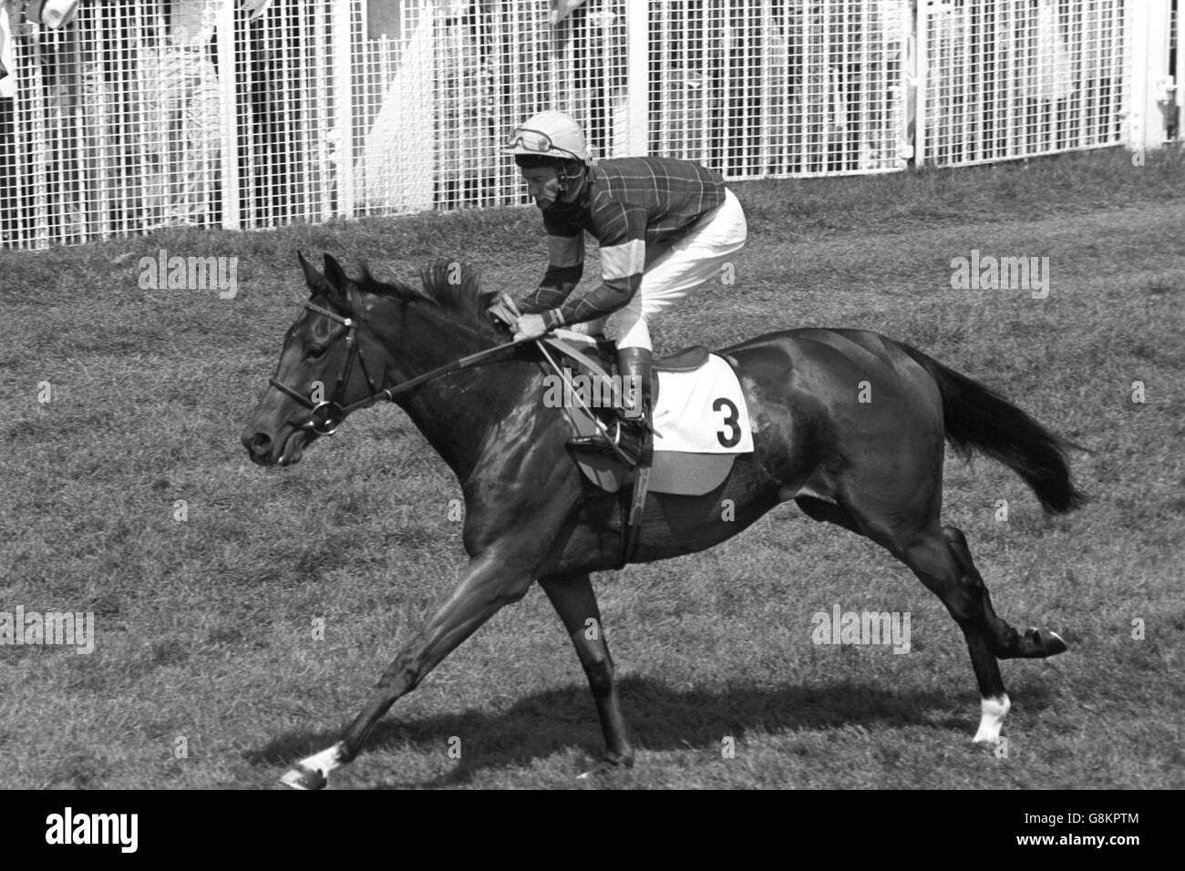 The four year old bay filly circus plume hi-res stock photography and ...